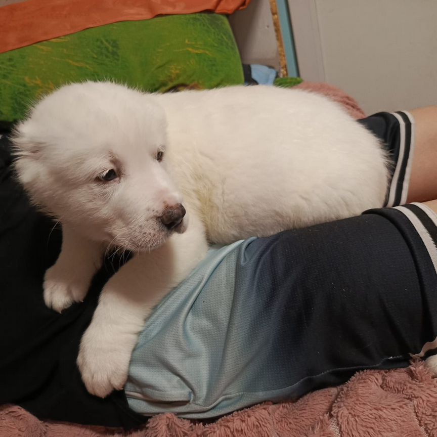 Собака алабай щенки