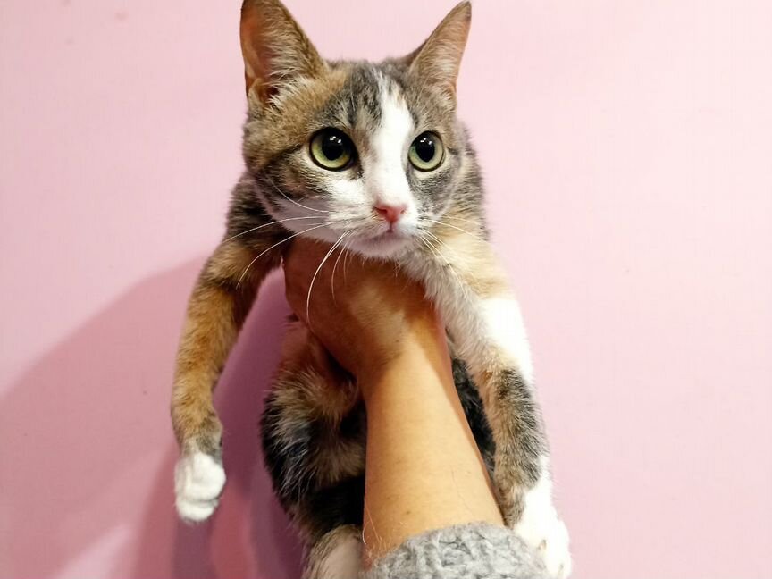 Котёнок Морковка 5 мес, в добрые руки