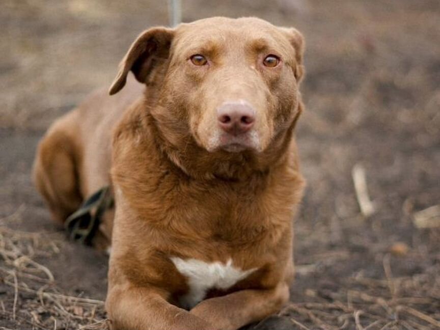 Кобель. Умный, сильный, 5 лет. Ждет в приюте