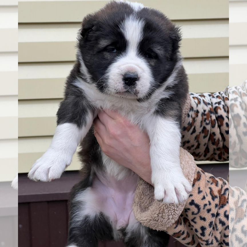 Щенки Кавказского волкодава