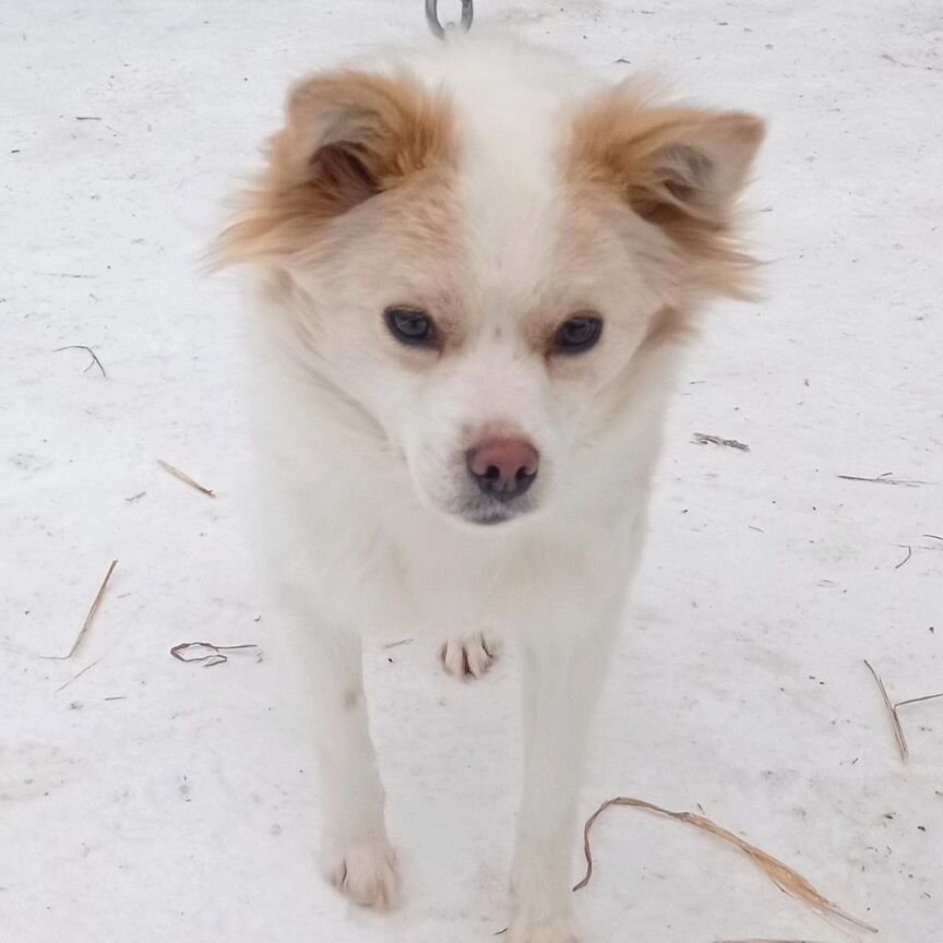 Маленькая собачка из приюта