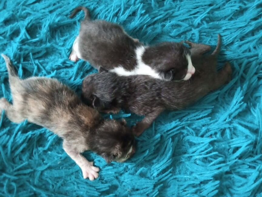 Котята в добрые руки бесплатно
