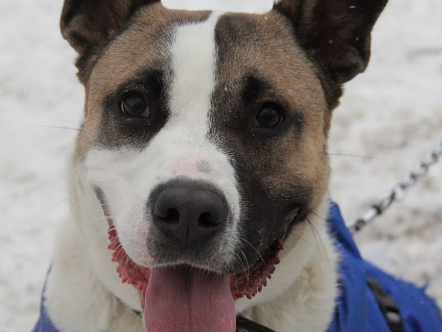 Молодой красавчик Чэп. Приют Некрасовка. В дар