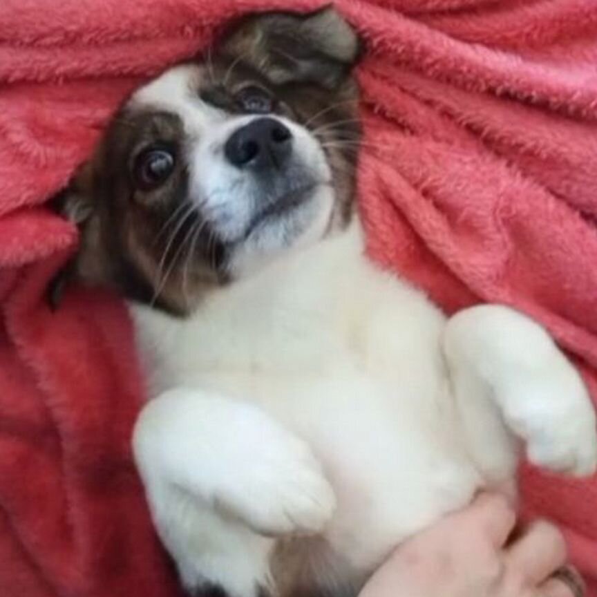 Щенок в добрые руки