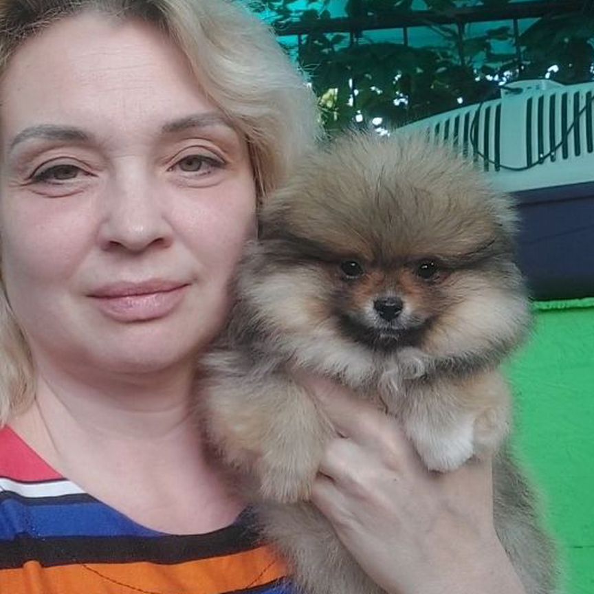 Померанский шпиц медвежьего типа