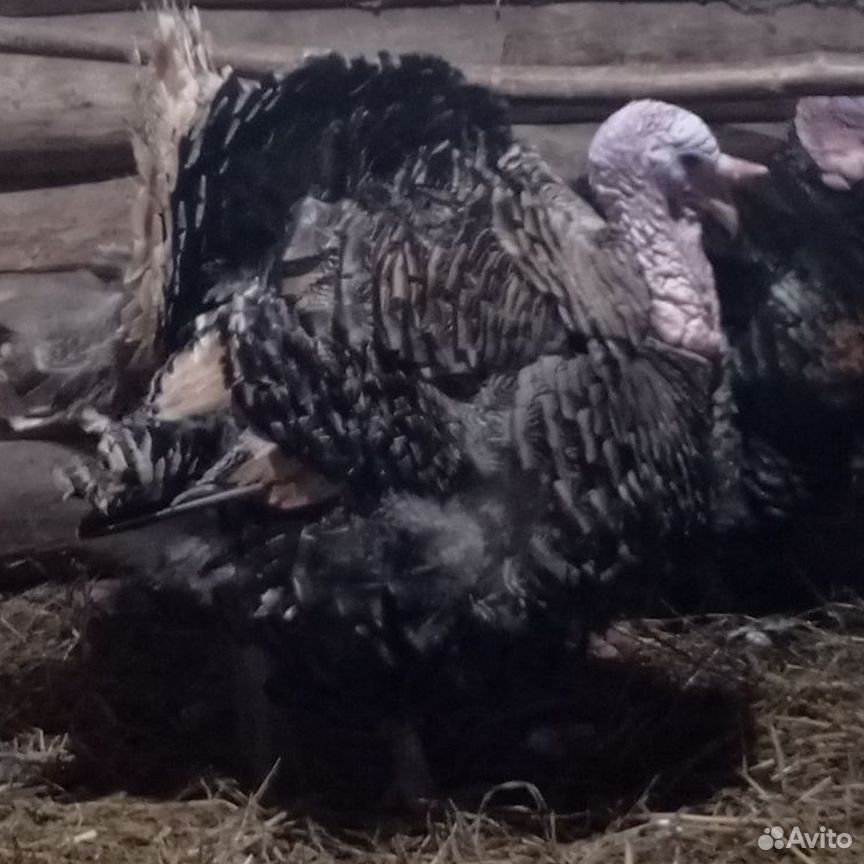 Индюк 9 месяцев