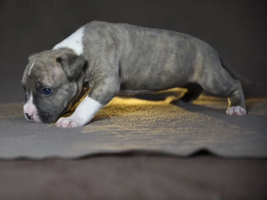 Ам стафф крупная девочка