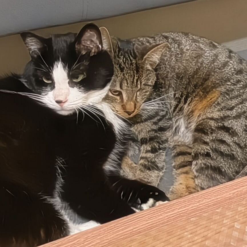 Взрослый кот в добрые руки