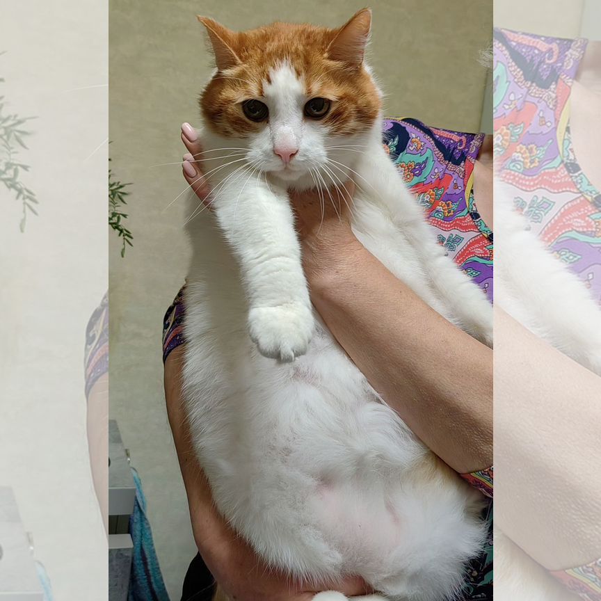 Ласковый рыжий Ларс в дар в добрые руки