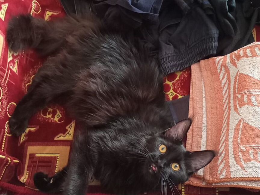 Мейн-кун девочка