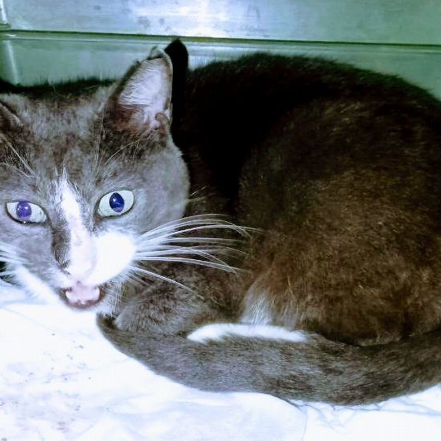 Кошечке Айри нужна ваша помощь