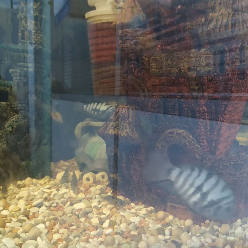 Рыбки цихлиды