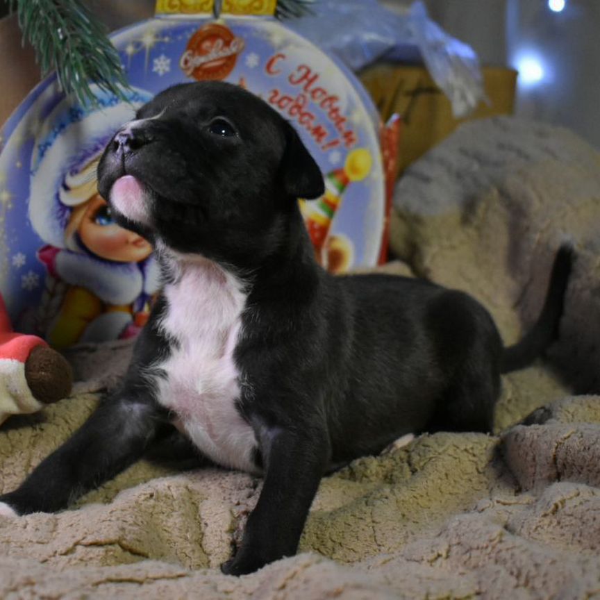 Стаффордширский терьер