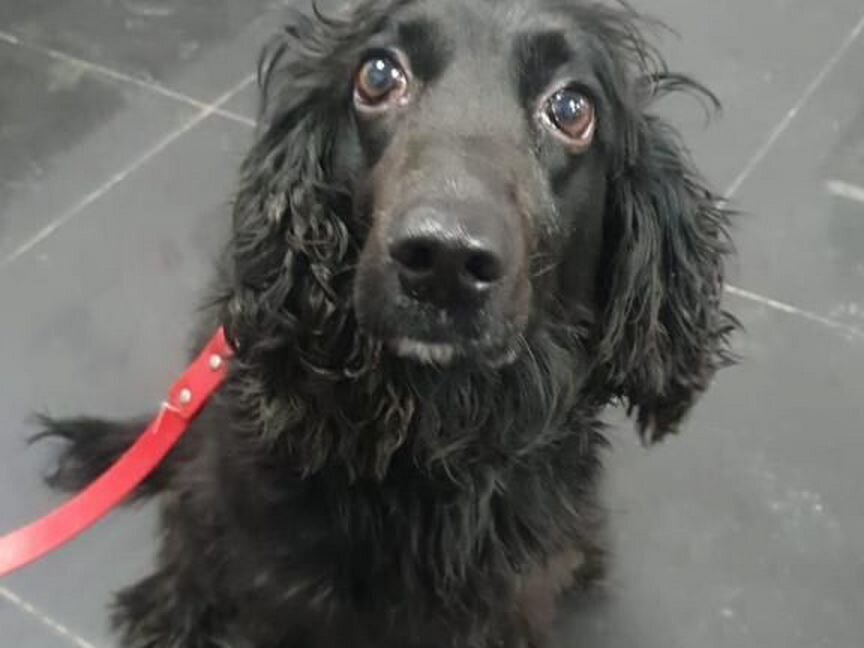 Спаниель девочка