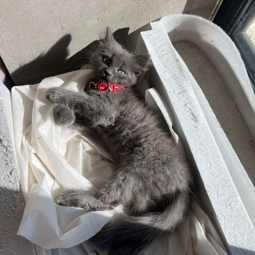 Кошки