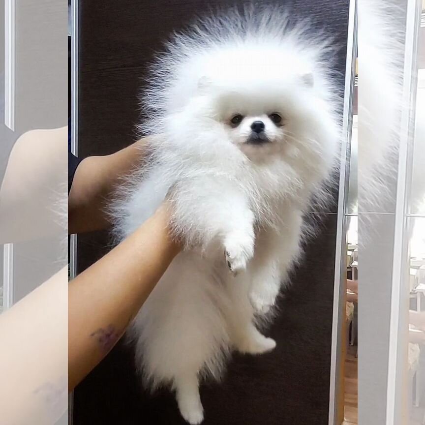 Белоснежная девочка шпиц, крови Кореи, Тайвань