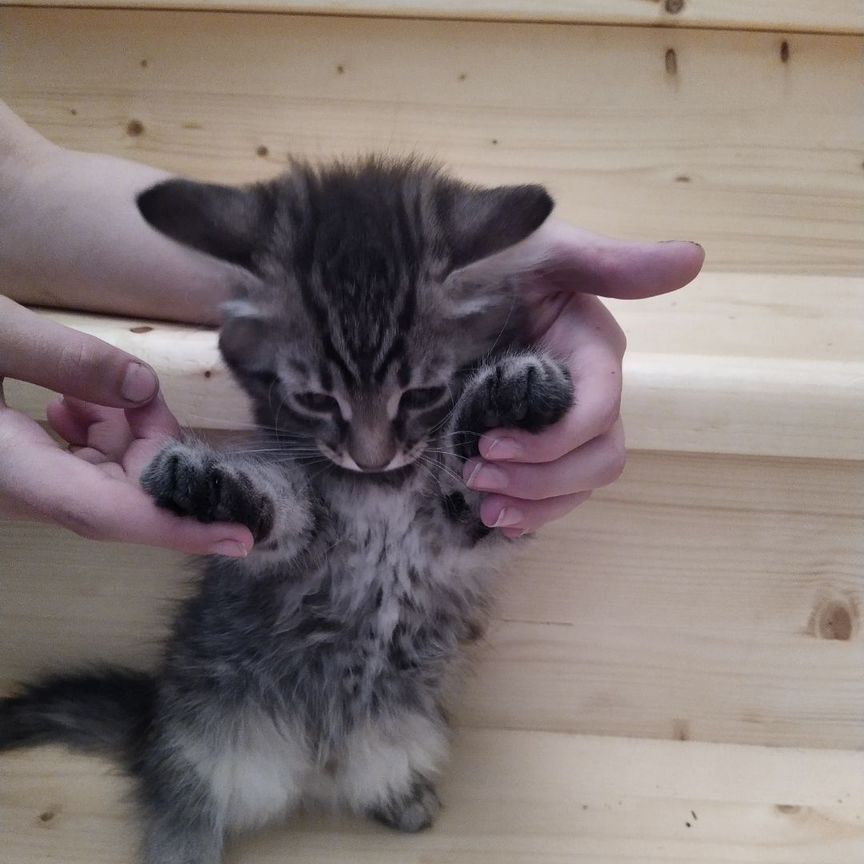 Котята