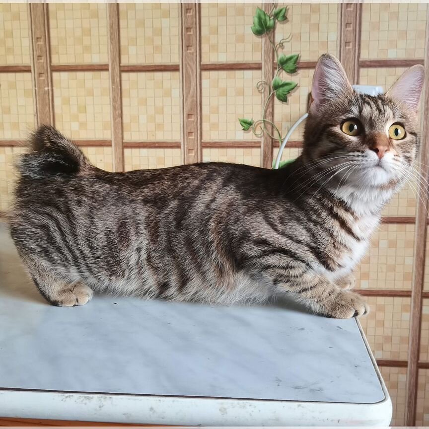 Курильский бобтейл короткошёрстный, кошка вязка