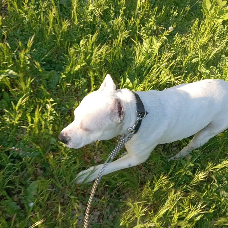 Стаффордширский терьер