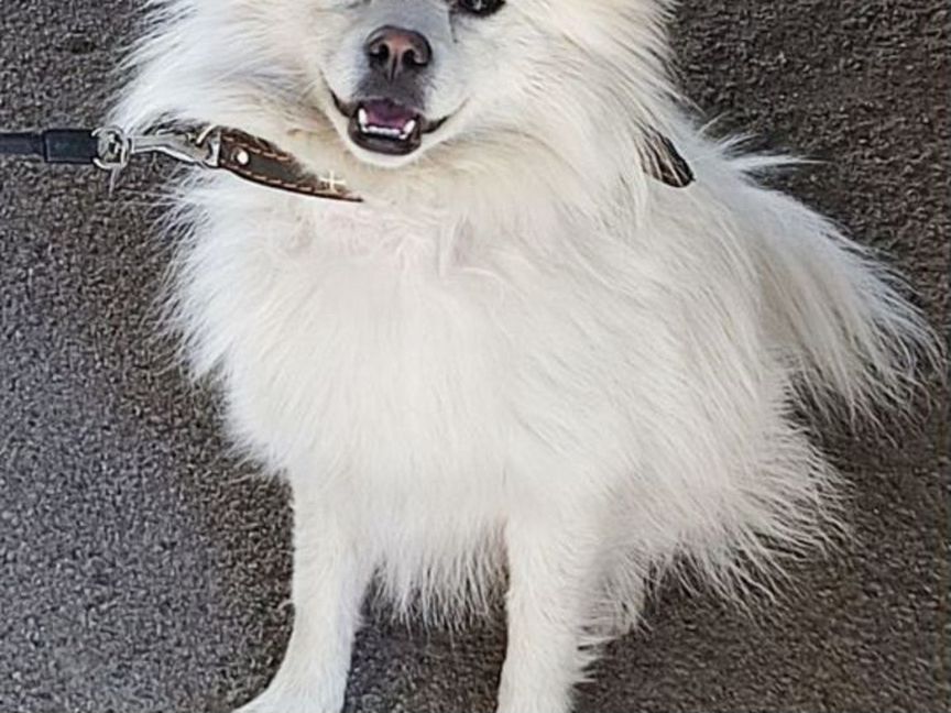 Японский шпиц