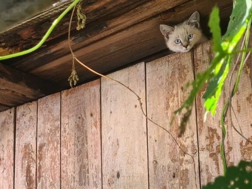 Два тайских котенка и маленькая мама погибнут на д