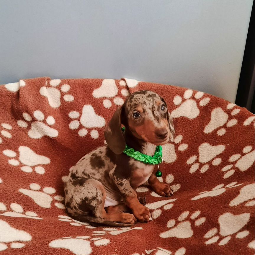 Мини такса. Доставка