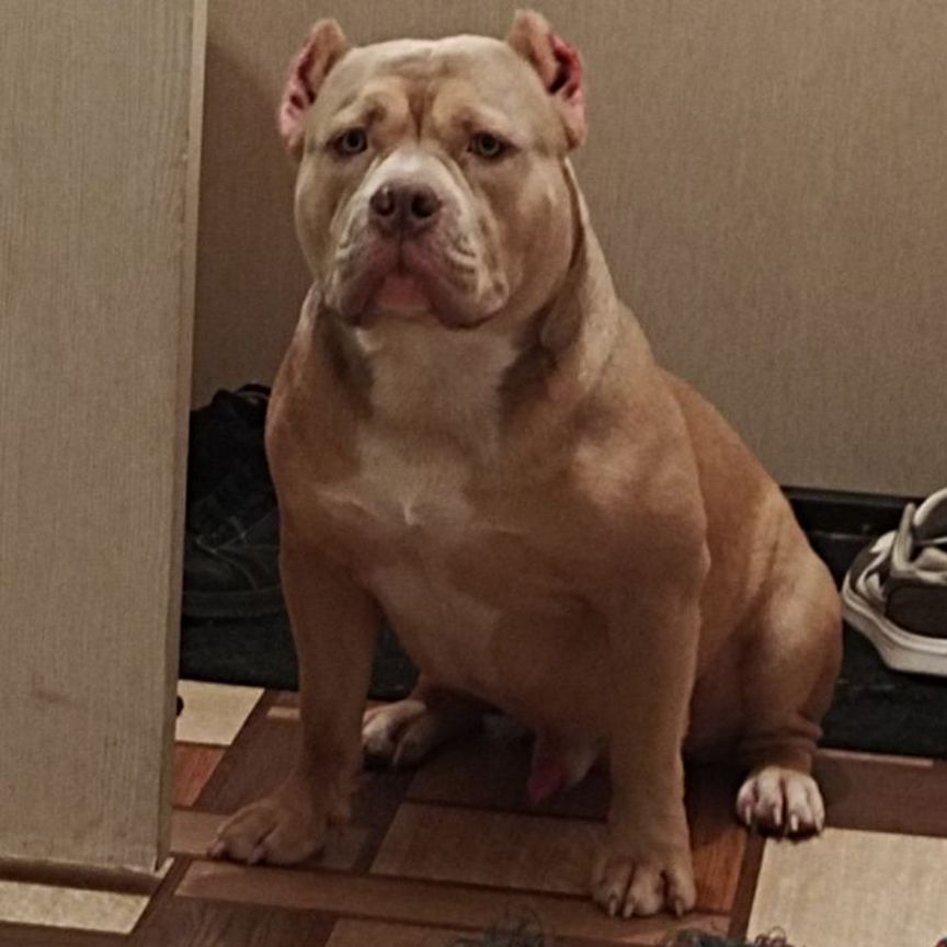 Американский булли покет