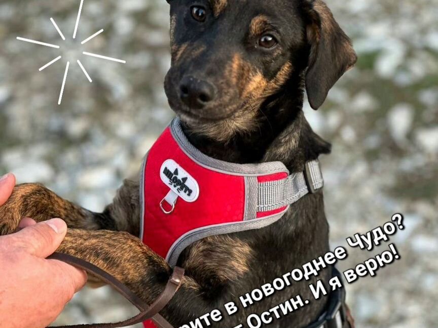 Щенок красавчик ищет дом