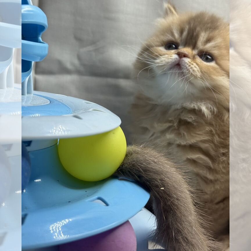 Шотландский прямоухий длинношёрстный котёнок