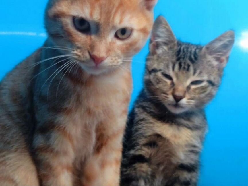 Котята Кент и Пыжик