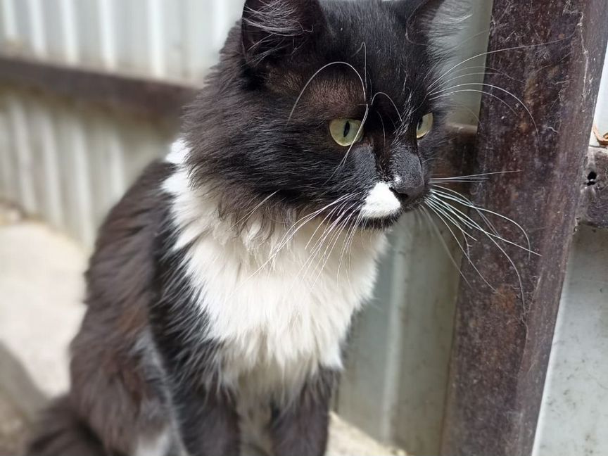 Котик 8 месяцев