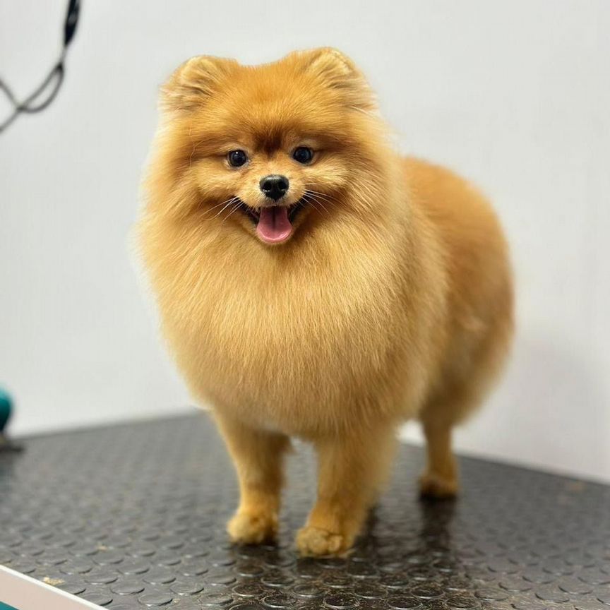 Шпиц мини с документами и прививками ищет подругу