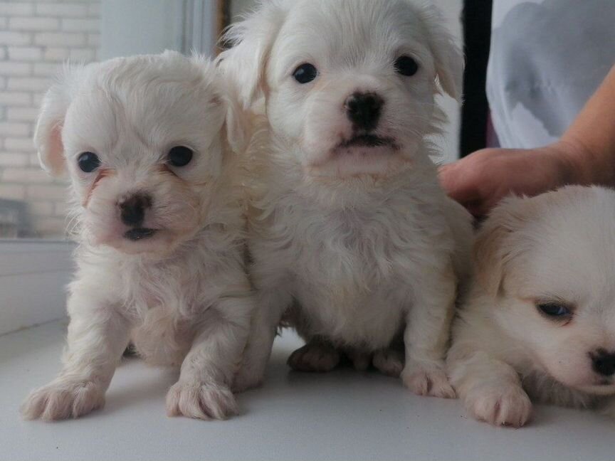 Щенки чихуахуа