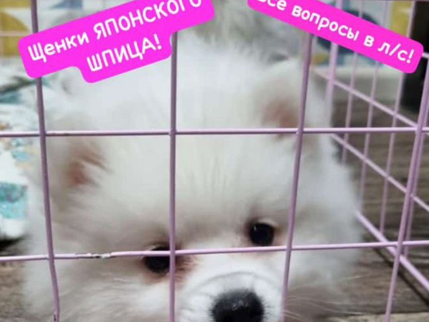 Щенки японского шпица