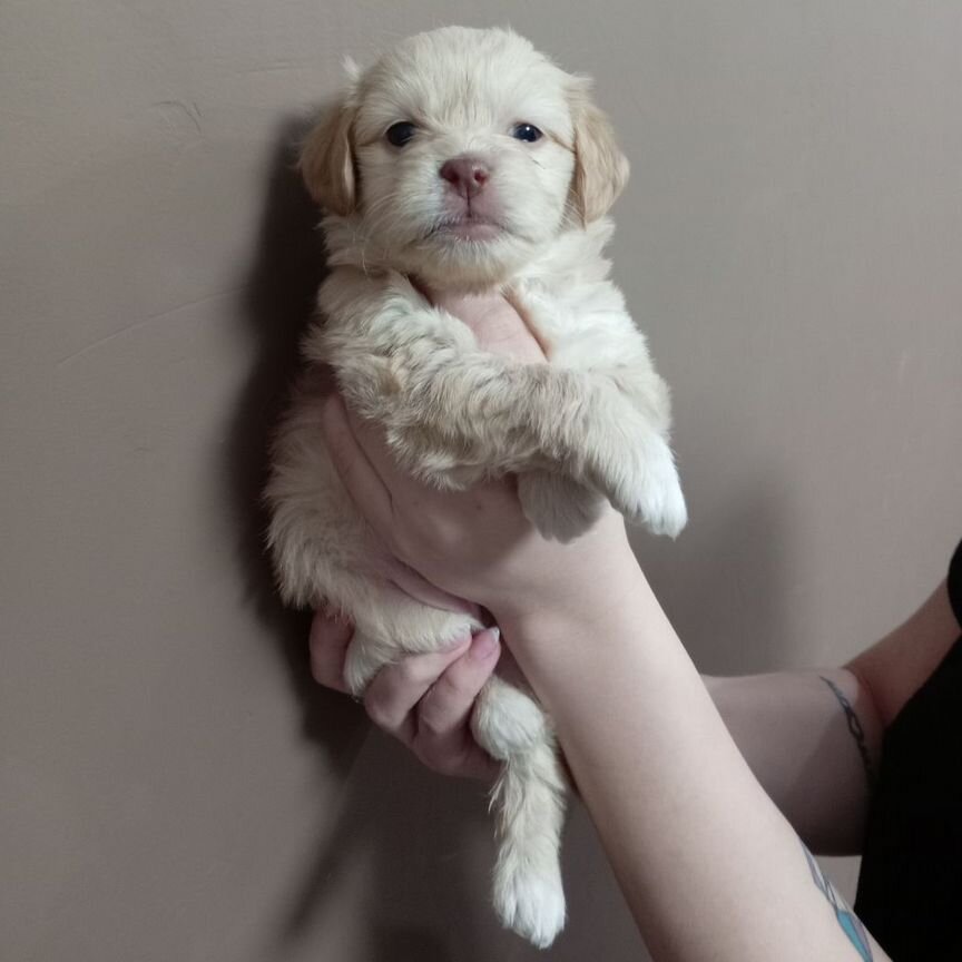 Щенки спаниеля