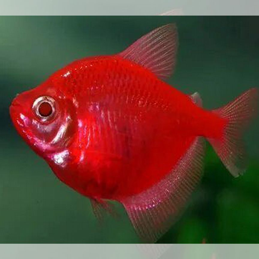 Sebo. Продажа аквариумных рыбок