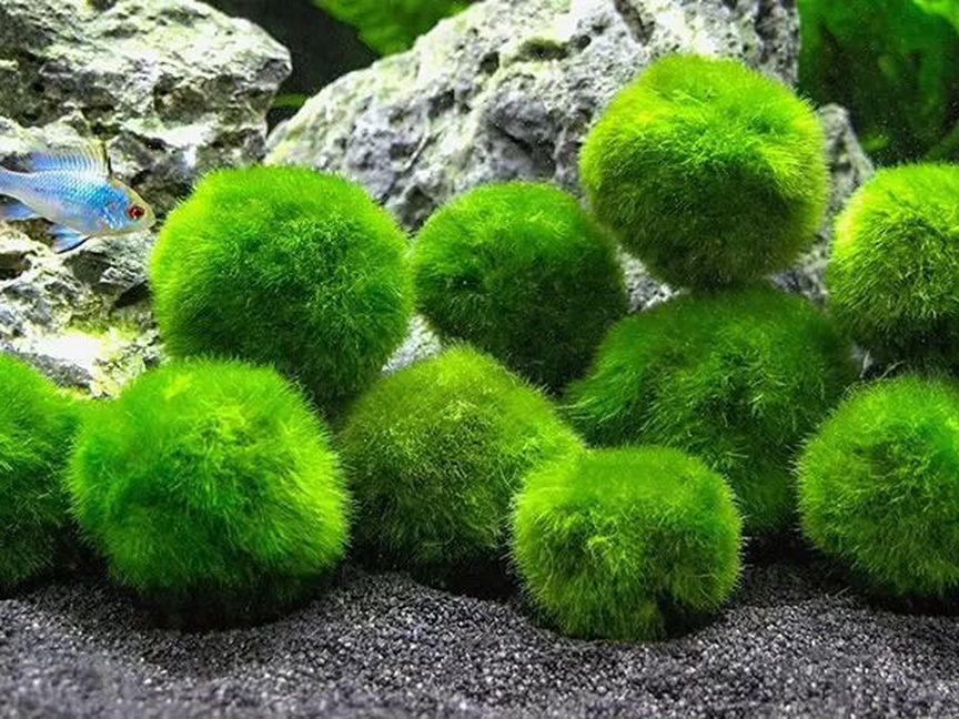 Мох Кладофора