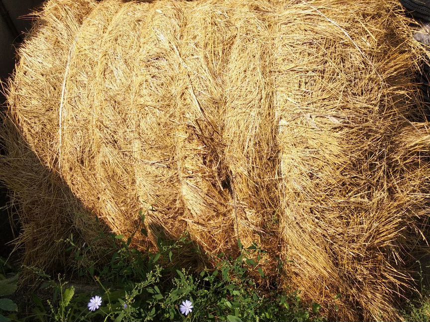 Сено луговое в рулонах