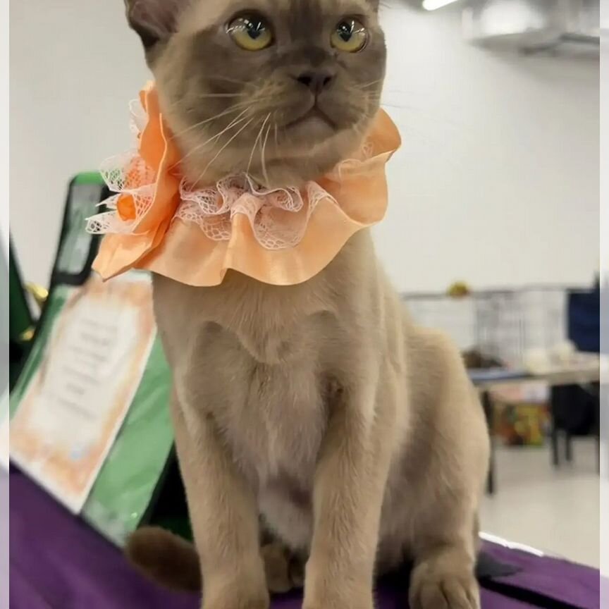 Европейский бурманский котёнок