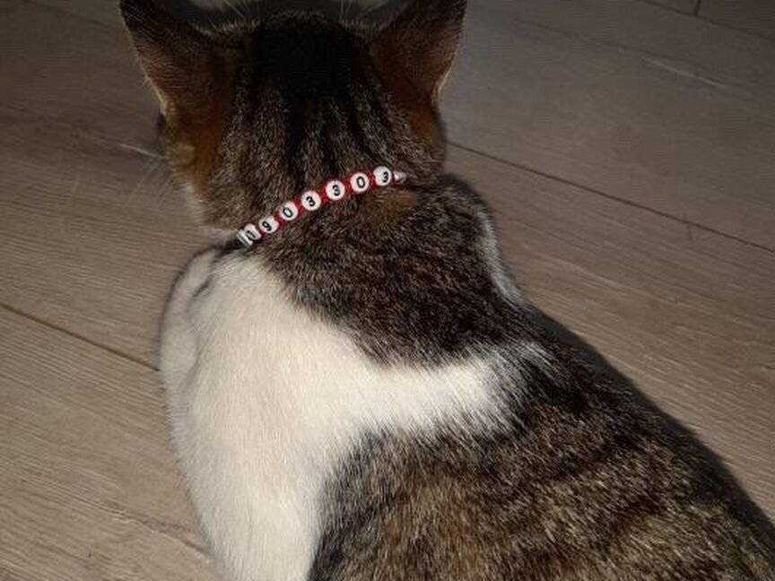 Ошейник для кошек