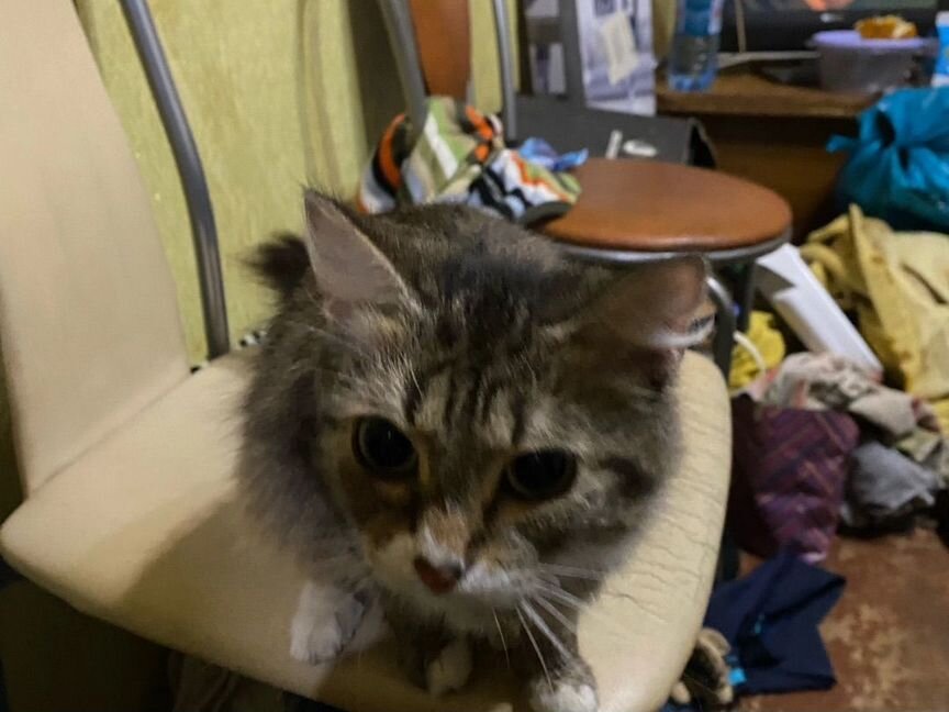 Кошка в добрые руки