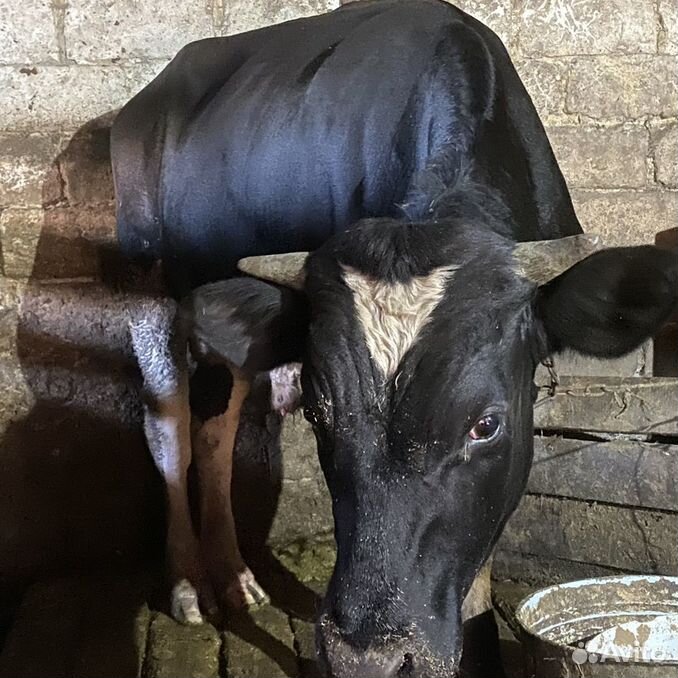 Быки на мясо