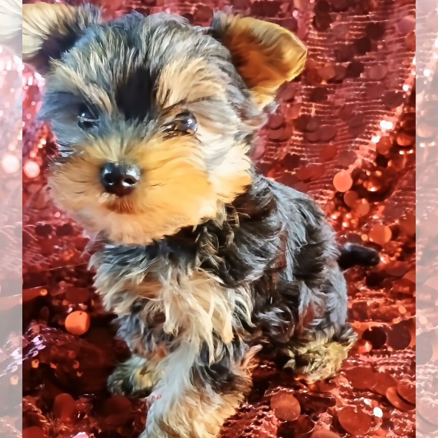 Йоркширский терьер, щенок