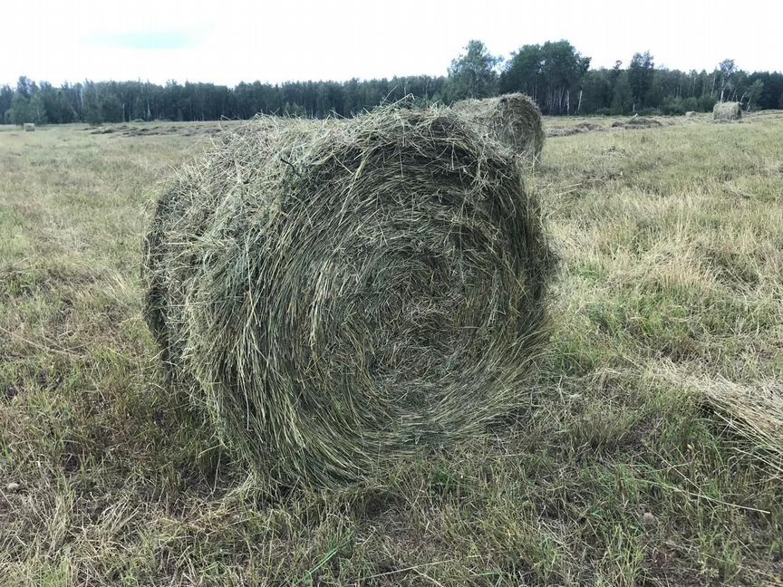 Продам сено в рулонах свежий укос