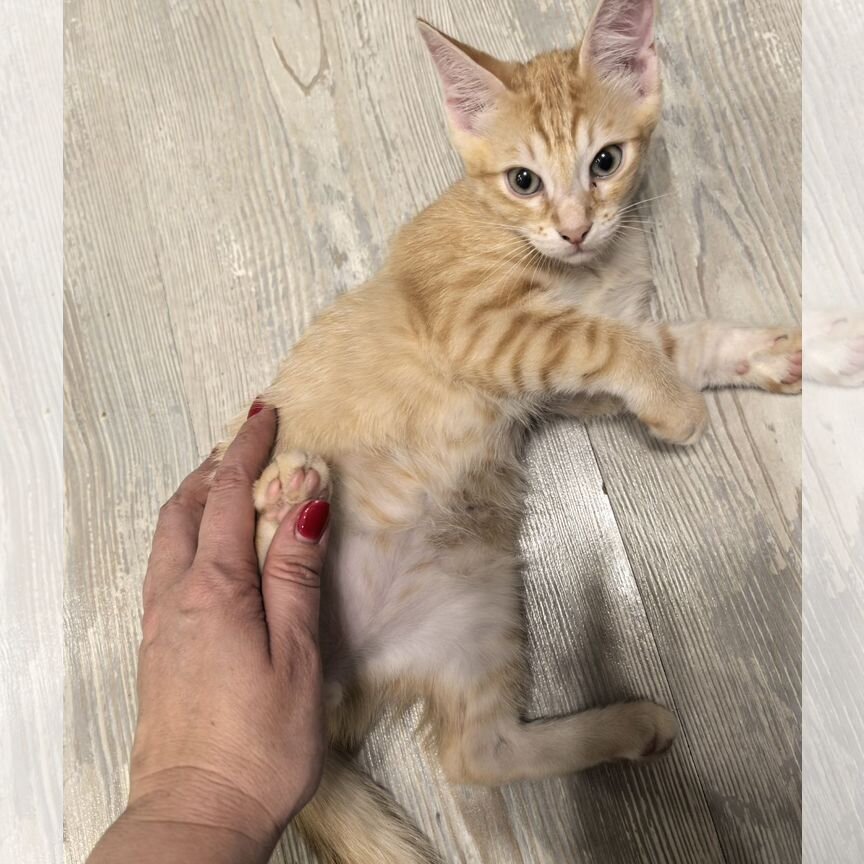 Котёнок от частного владельца