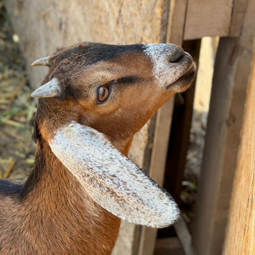 Козье молоко англонубийских коз
