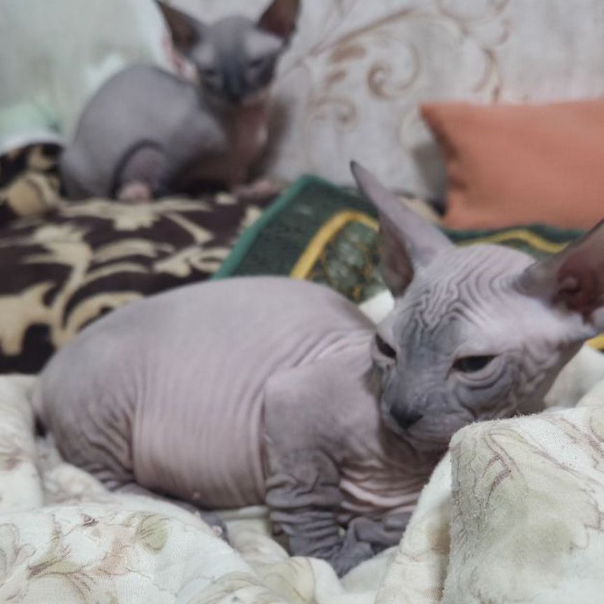 Канадский сфинкс котёнок