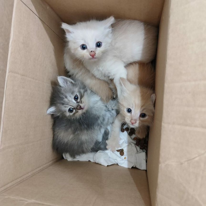 Котята в добрые руки