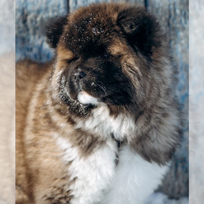 Американская акита, щенок