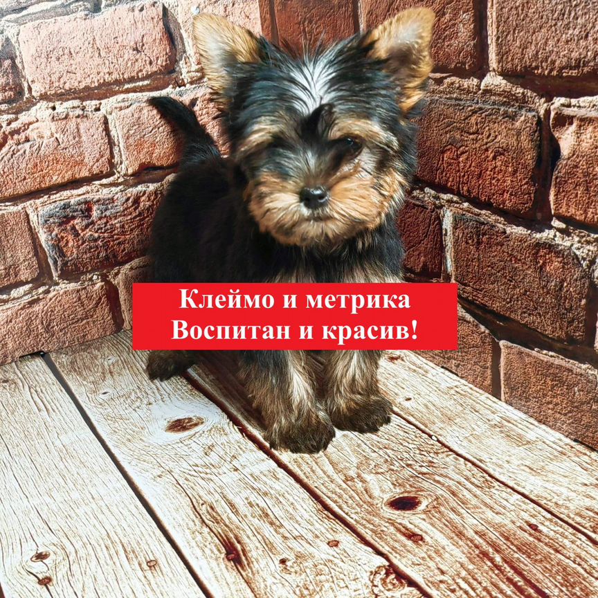 Воспитан и красив Йорк с родословной